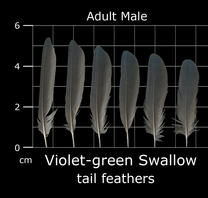 The Feather Atlas - Feather Identification and Scans - U.S. Fish and ...