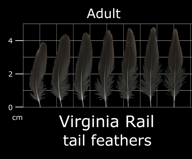 The Feather Atlas - Feather Identification and Scans - U.S. Fish and ...