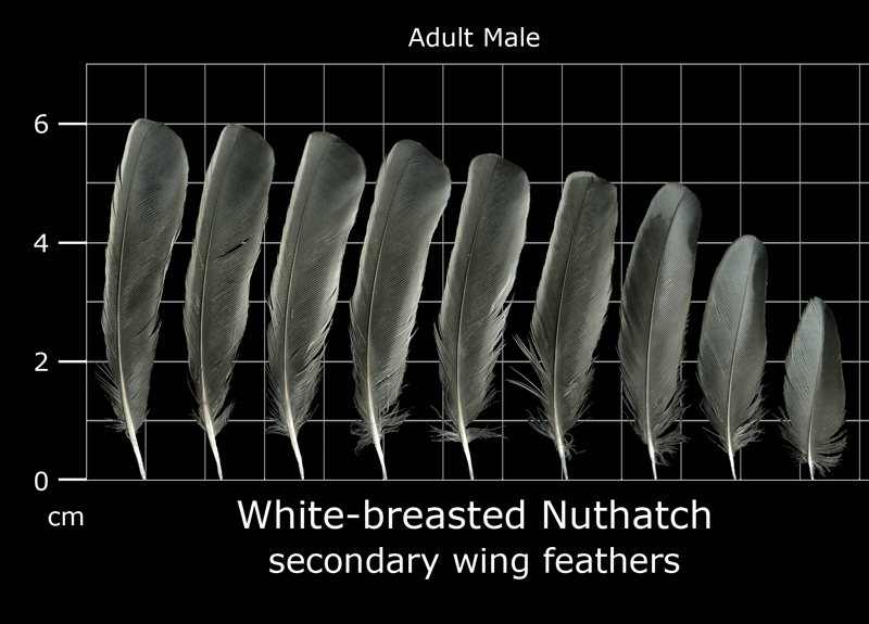 The Feather Atlas - Feather Identification and Scans - U.S. Fish and ...