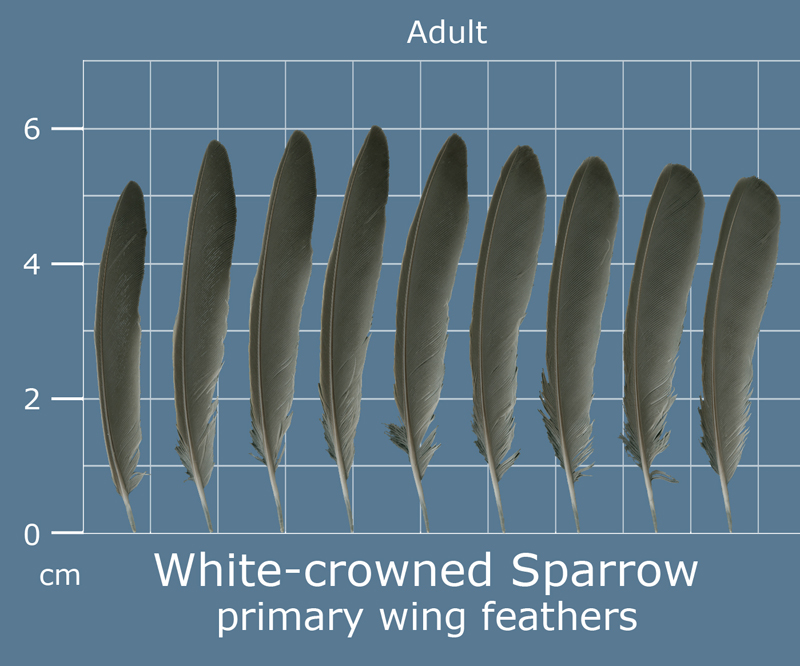 The Feather Atlas - Feather Identification and Scans - U.S. Fish and ...