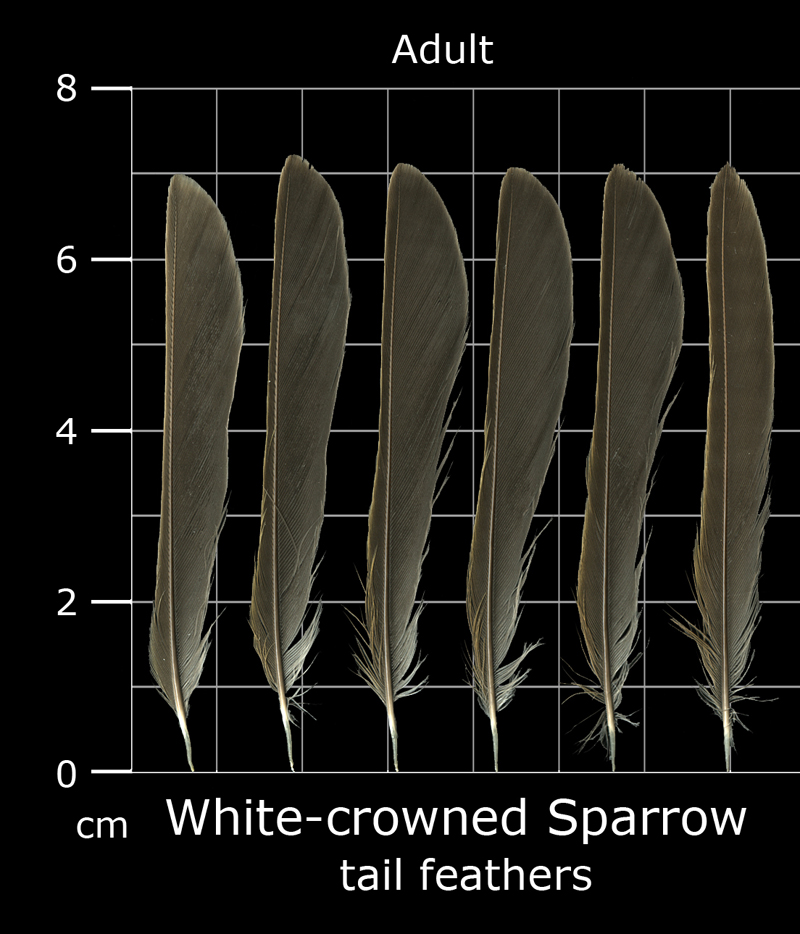 The Feather Atlas - Feather Identification and Scans - U.S. Fish and ...