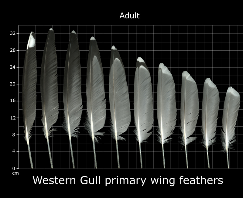 The Feather Atlas - Feather Identification and Scans - U.S. Fish and ...