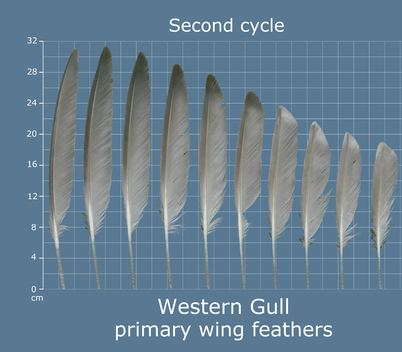 The Feather Atlas - Feather Identification and Scans - U.S. Fish and ...