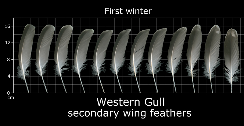 The Feather Atlas - Feather Identification and Scans - U.S. Fish and ...