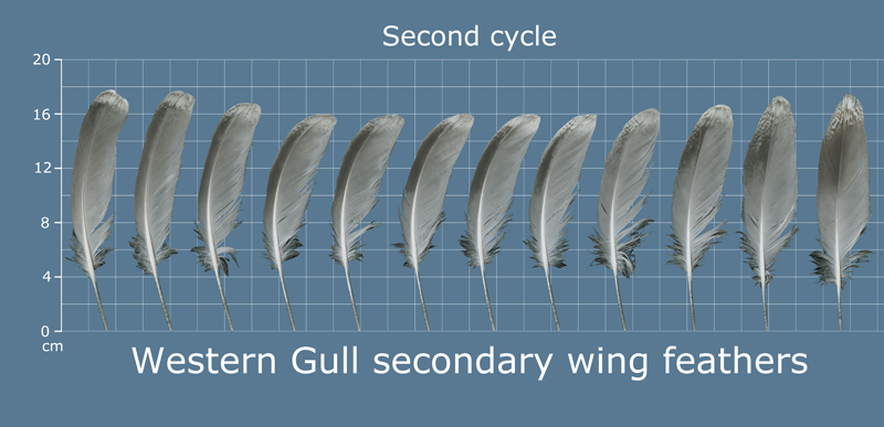 The Feather Atlas - Feather Identification and Scans - U.S. Fish and ...