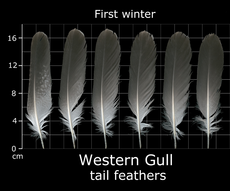 The Feather Atlas - Feather Identification and Scans - U.S. Fish and ...