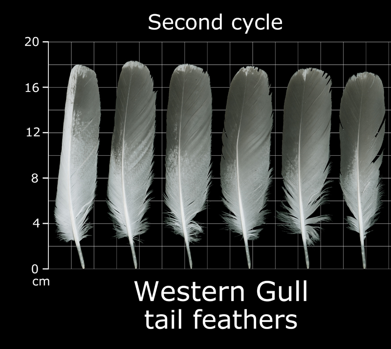 The Feather Atlas - Feather Identification and Scans - U.S. Fish and ...