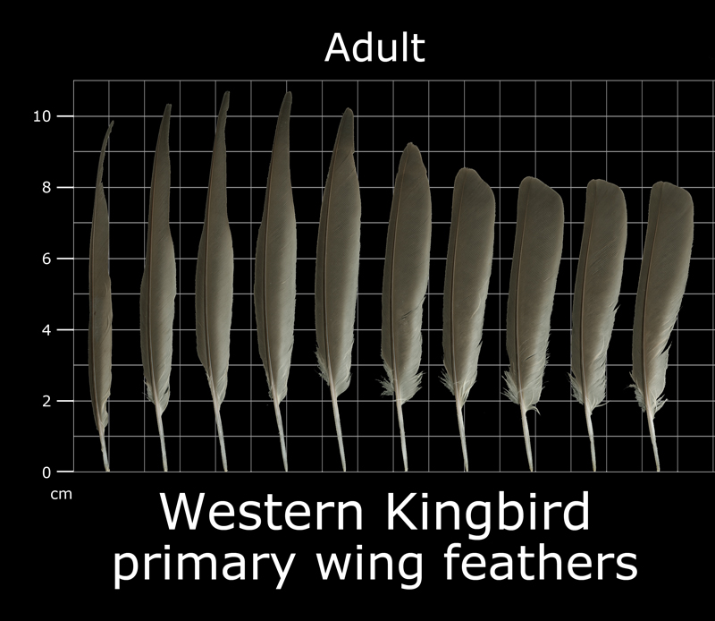 The Feather Atlas - Feather Identification and Scans - U.S. Fish and ...