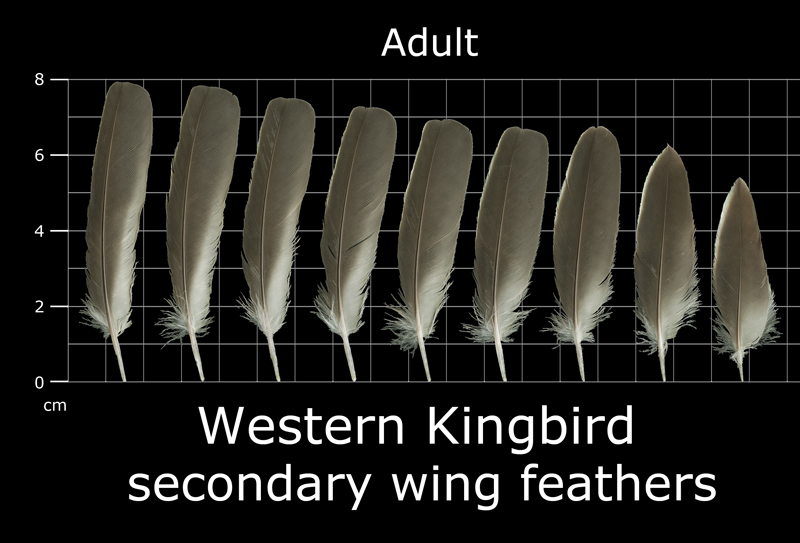 The Feather Atlas - Feather Identification and Scans - U.S. Fish and ...