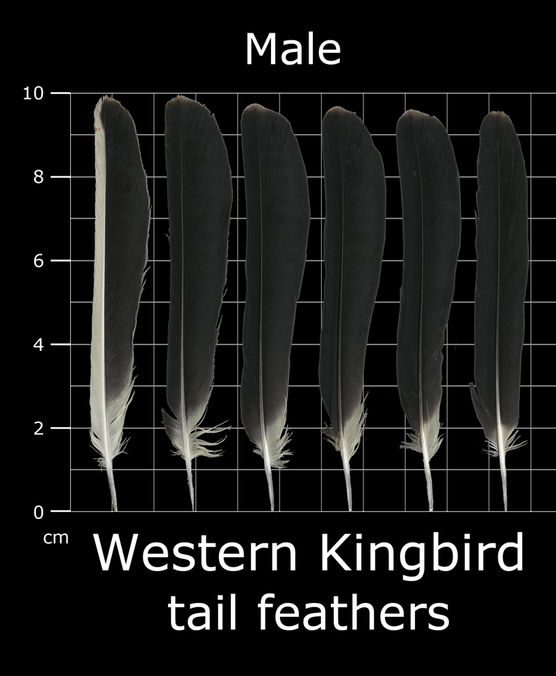 The Feather Atlas - Feather Identification and Scans - U.S. Fish and ...