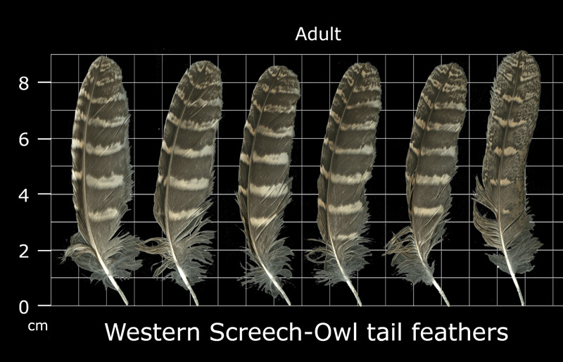 The Feather Atlas - Feather Identification and Scans - U.S. Fish and ...