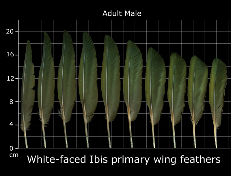 The Feather Atlas - Feather Identification and Scans - U.S. Fish and ...