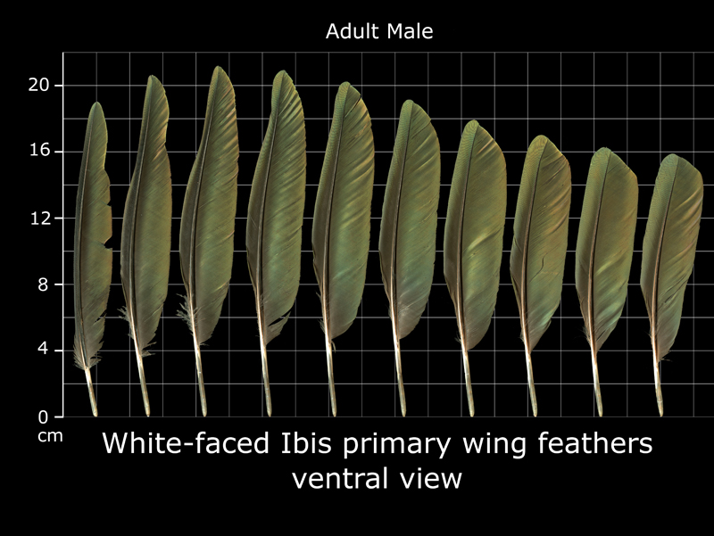 The Feather Atlas - Feather Identification and Scans - U.S. Fish and ...