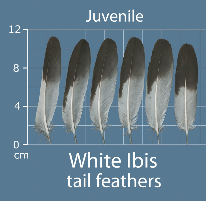 The Feather Atlas - Feather Identification and Scans - U.S. Fish and ...