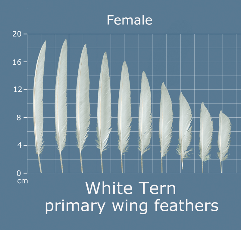 The Feather Atlas - Feather Identification and Scans - U.S. Fish and ...