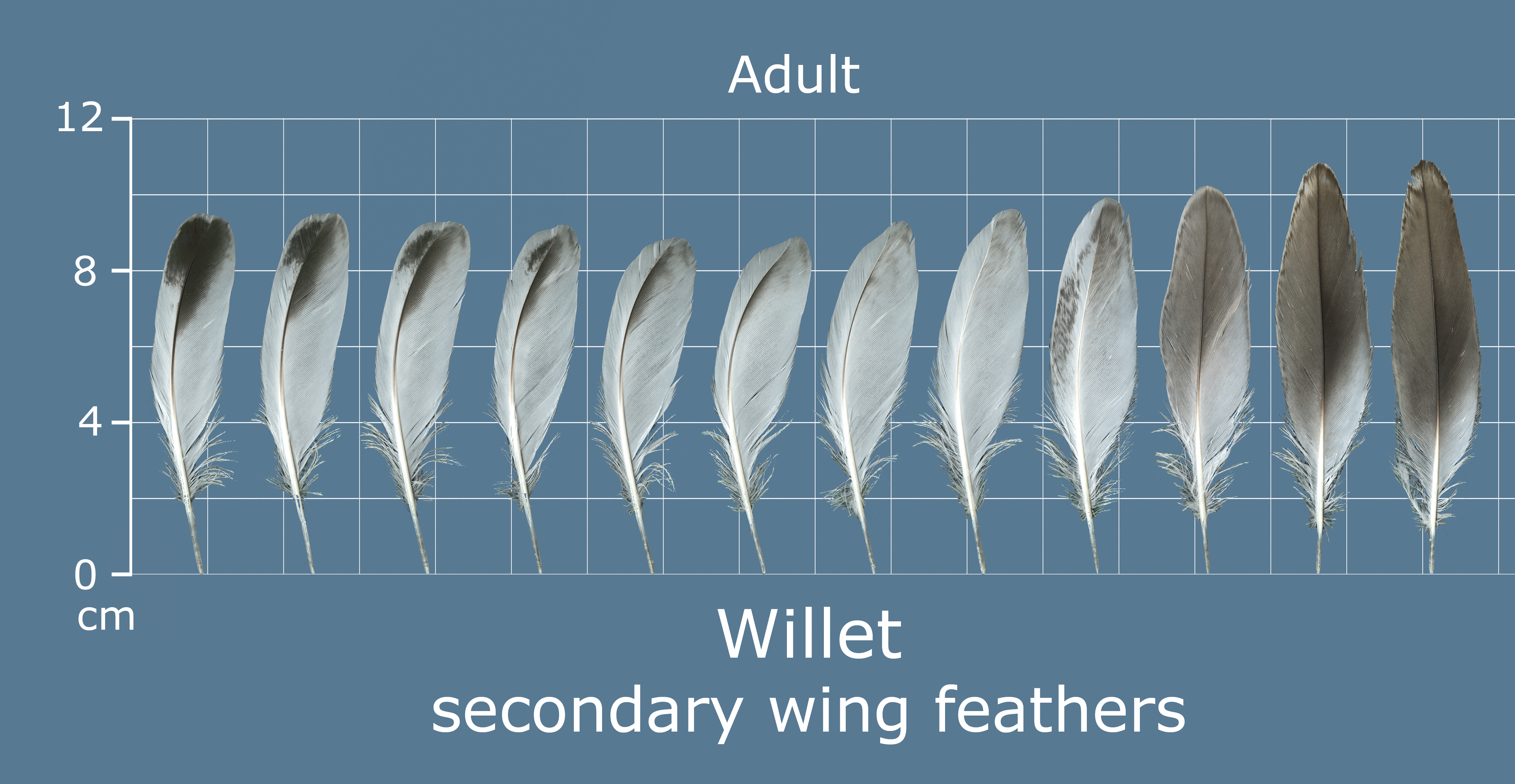 The Feather Atlas - Feather Identification and Scans - U.S. Fish and ...