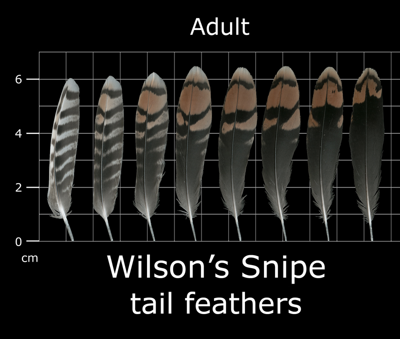The Feather Atlas - Feather Identification and Scans - U.S. Fish and ...