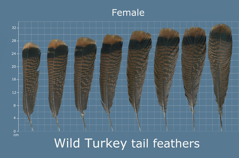 Wild Turkey Feather