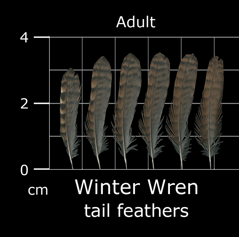 The Feather Atlas - Feather Identification and Scans - U.S. Fish and ...