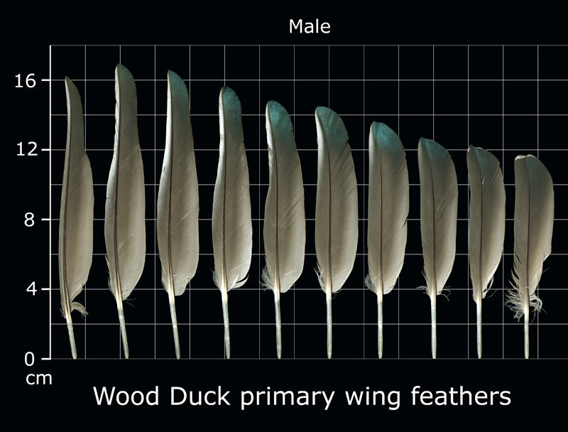 The Feather Atlas - Feather Identification and Scans - U.S. Fish and ...