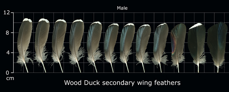 The Feather Atlas - Feather Identification and Scans - U.S. Fish and ...