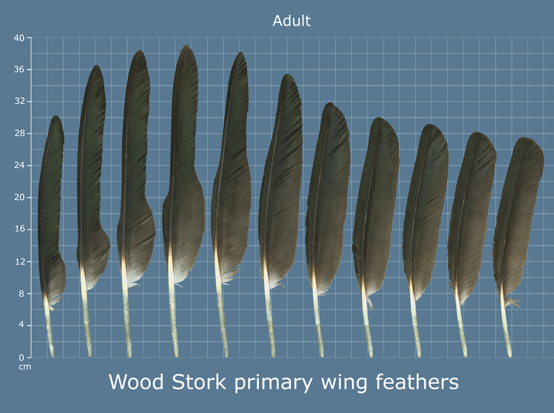 The Feather Atlas - Feather Identification and Scans - U.S. Fish and ...