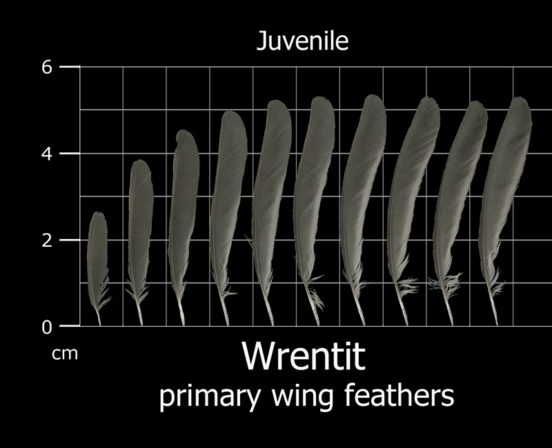 The Feather Atlas - Feather Identification and Scans - U.S. Fish and ...