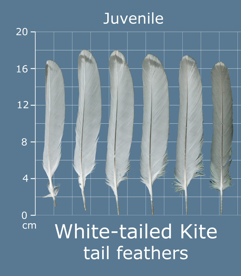 The Feather Atlas - Feather Identification and Scans - U.S. Fish and ...