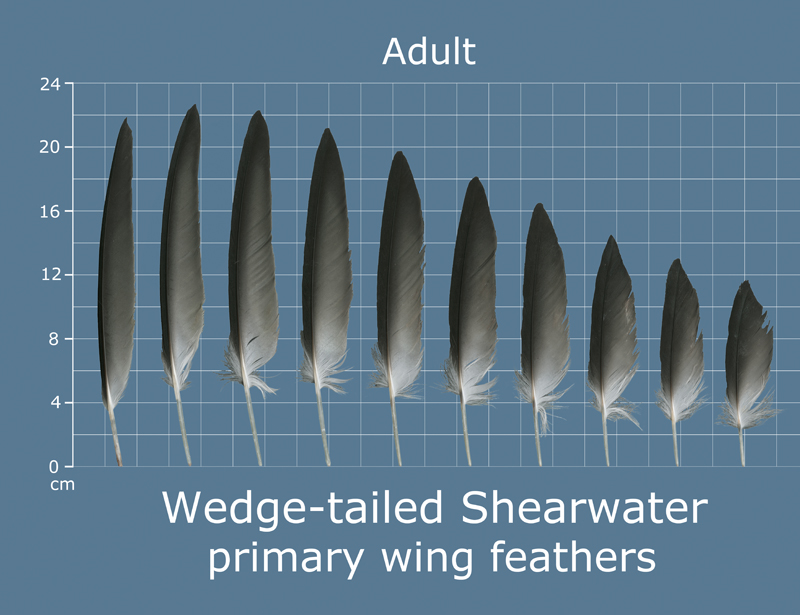 The Feather Atlas - Feather Identification and Scans - U.S. Fish and ...