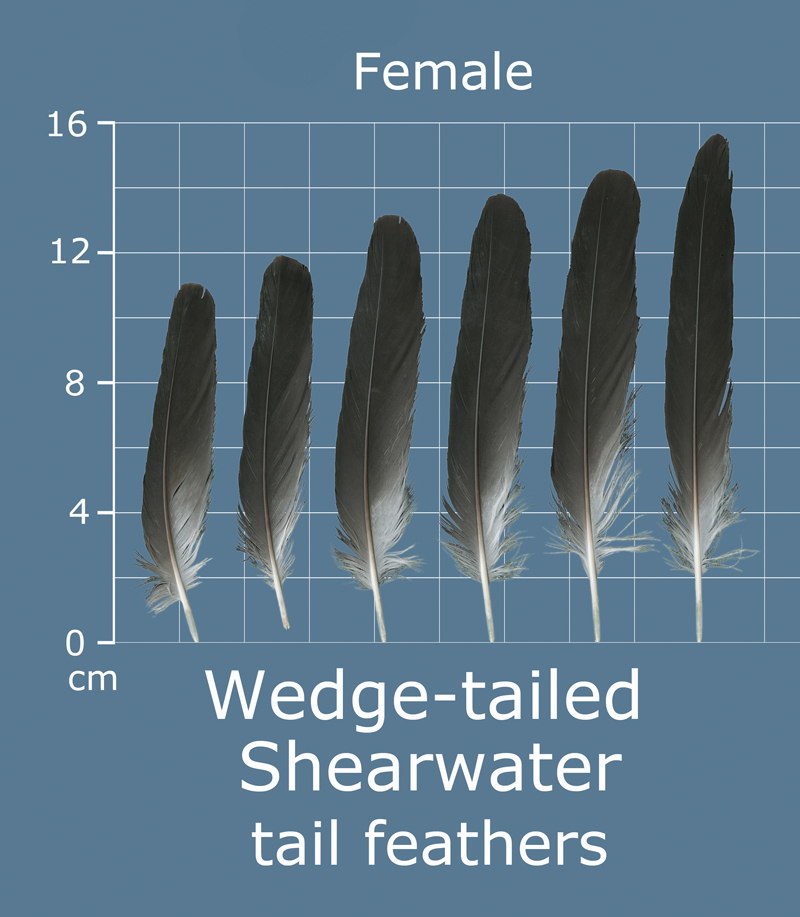 The Feather Atlas - Feather Identification and Scans - U.S. Fish and ...