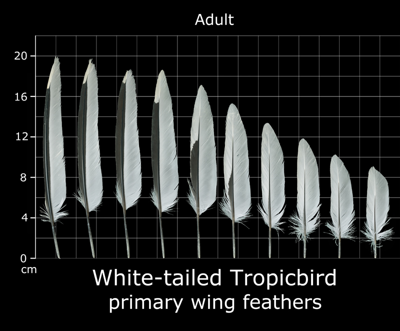 The Feather Atlas - Feather Identification and Scans - U.S. Fish and ...