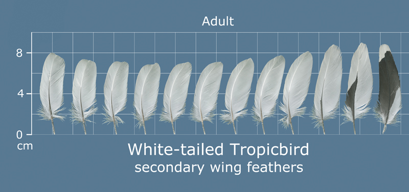 The Feather Atlas - Feather Identification and Scans - U.S. Fish and ...