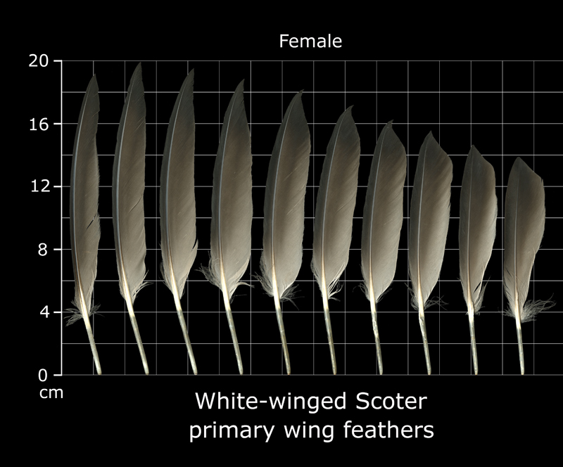 The Feather Atlas - Feather Identification and Scans - U.S. Fish and ...