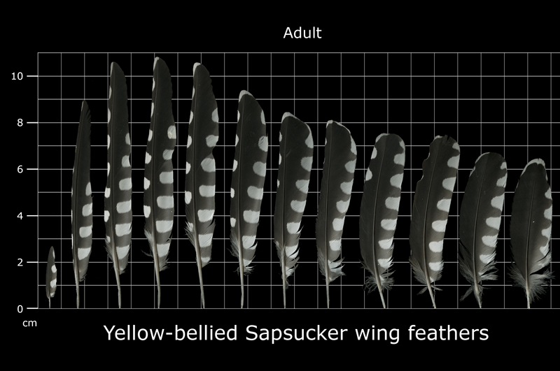 What bird did these feathers come from? Spotted them in downtown ...