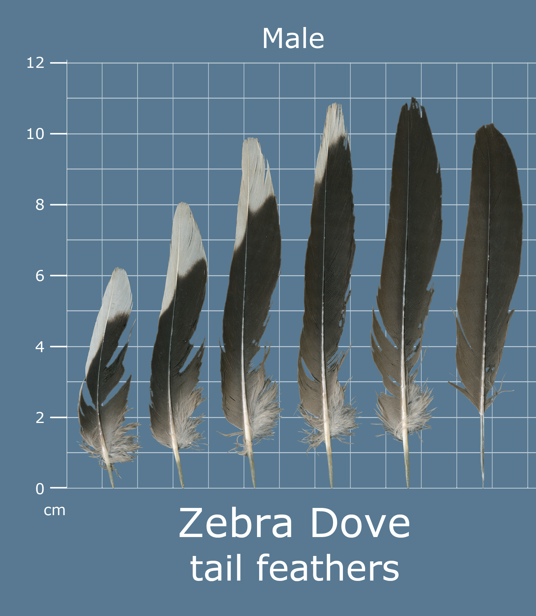 The Feather Atlas - Feather Identification and Scans - U.S. Fish and ...