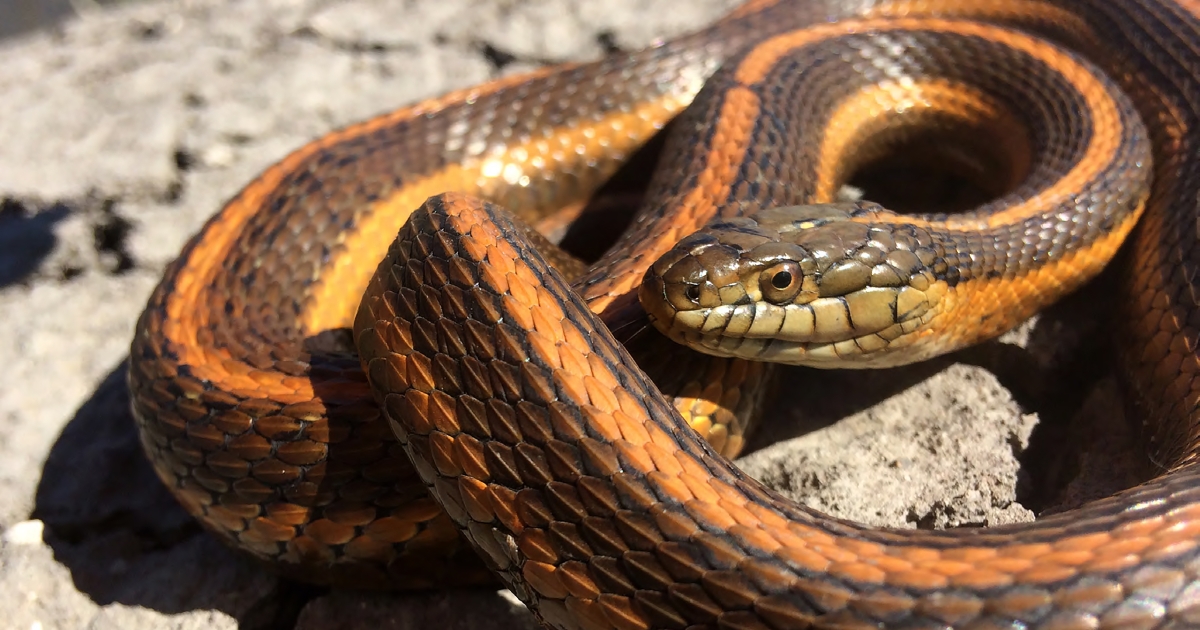 New Habitat for Giant Garter Snake | U.S. Fish & Wildlife Service
