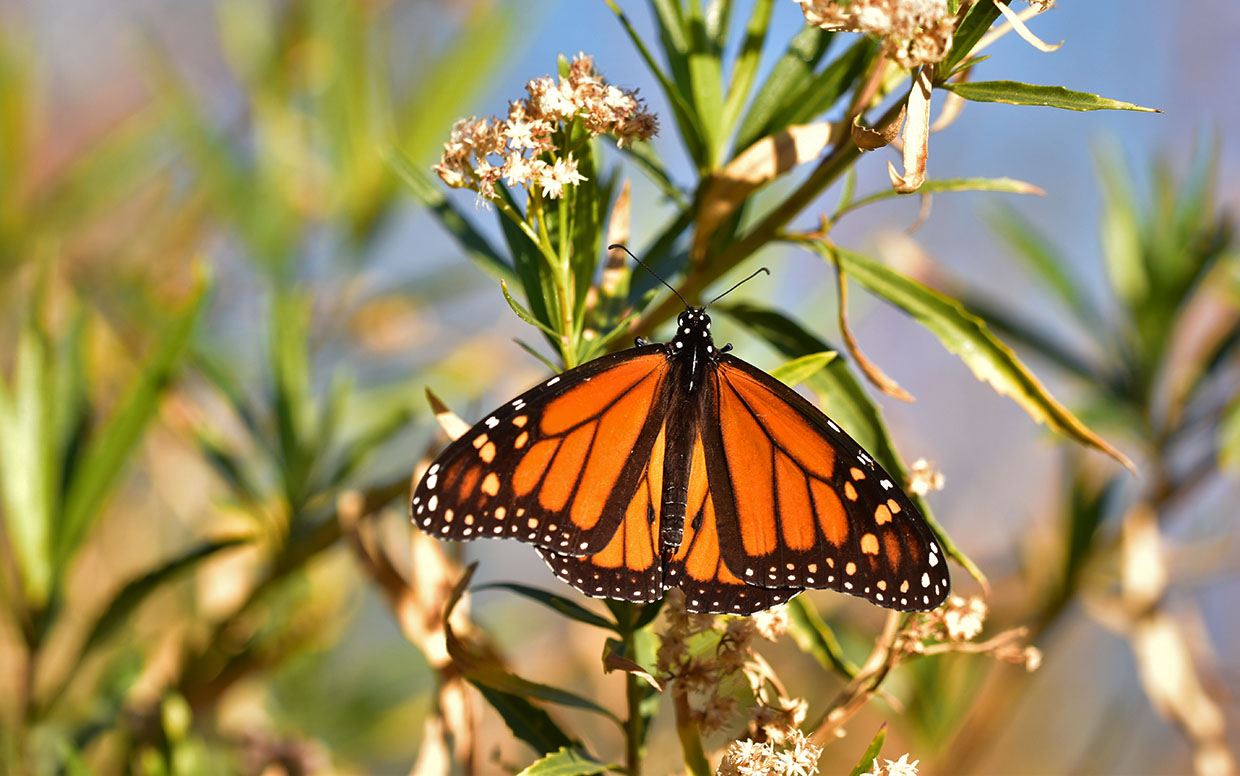 Monarch on mule fat | FWS.gov
