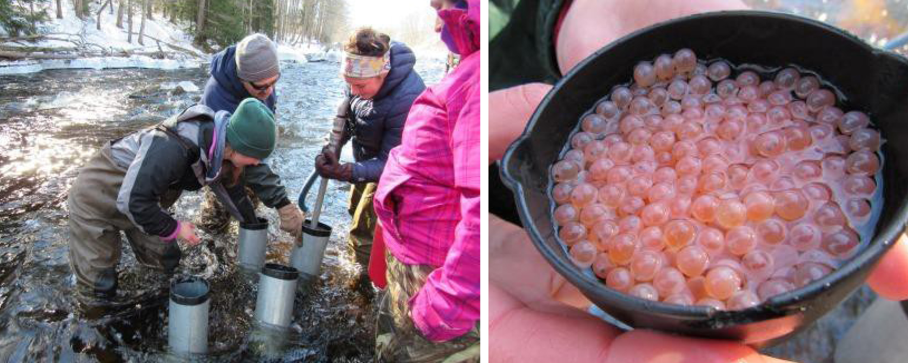 07_SalmonEggPlanting_MarandaNemeth_MidcoastConservancy.jpg | FWS.gov