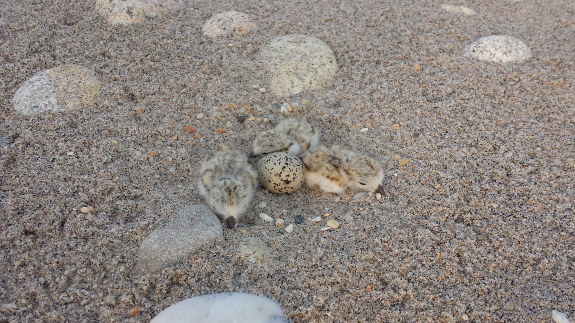 Plover chicks and egg_USFWS.jpeg | FWS.gov
