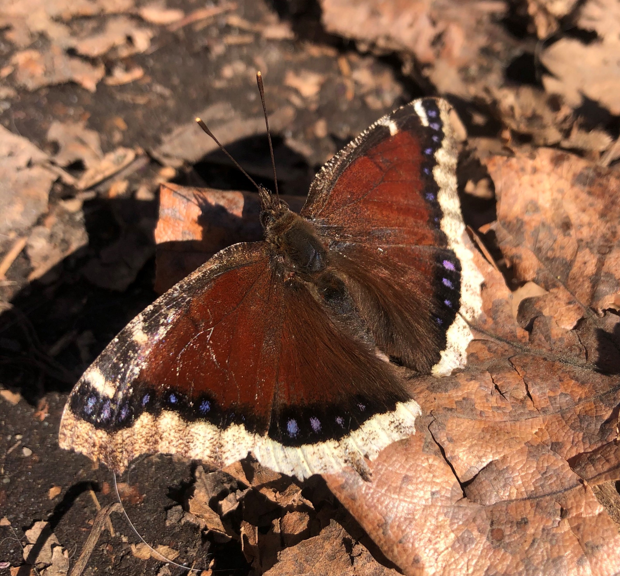 Mourning cloak butterfly Alaska.jpeg | FWS.gov