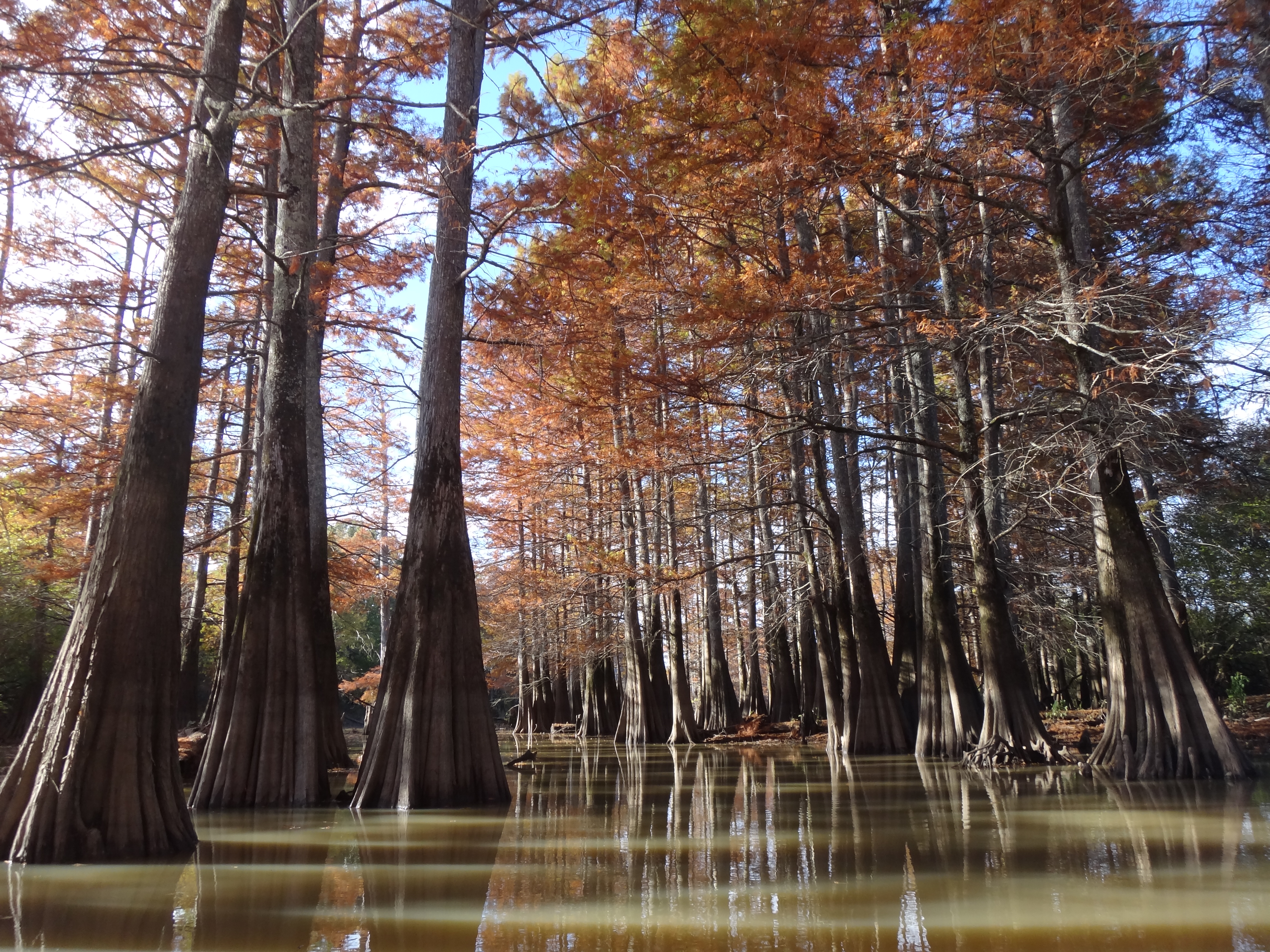 Tippo Bayou | FWS.gov