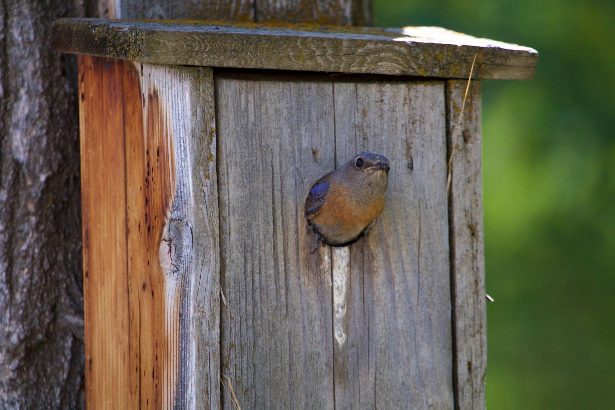 female blue bird box | FWS.gov