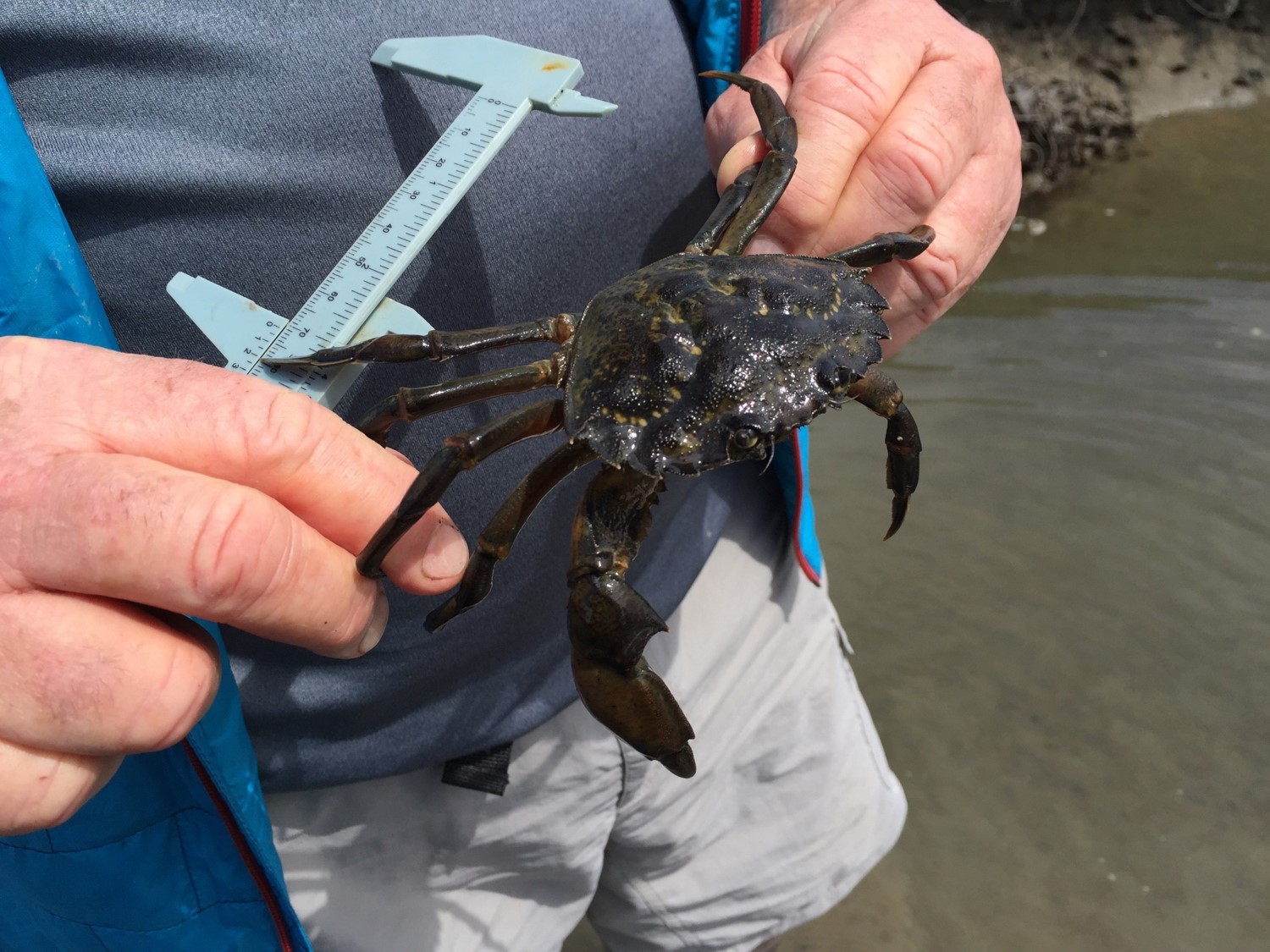 Measuring a European Green Crab | FWS.gov