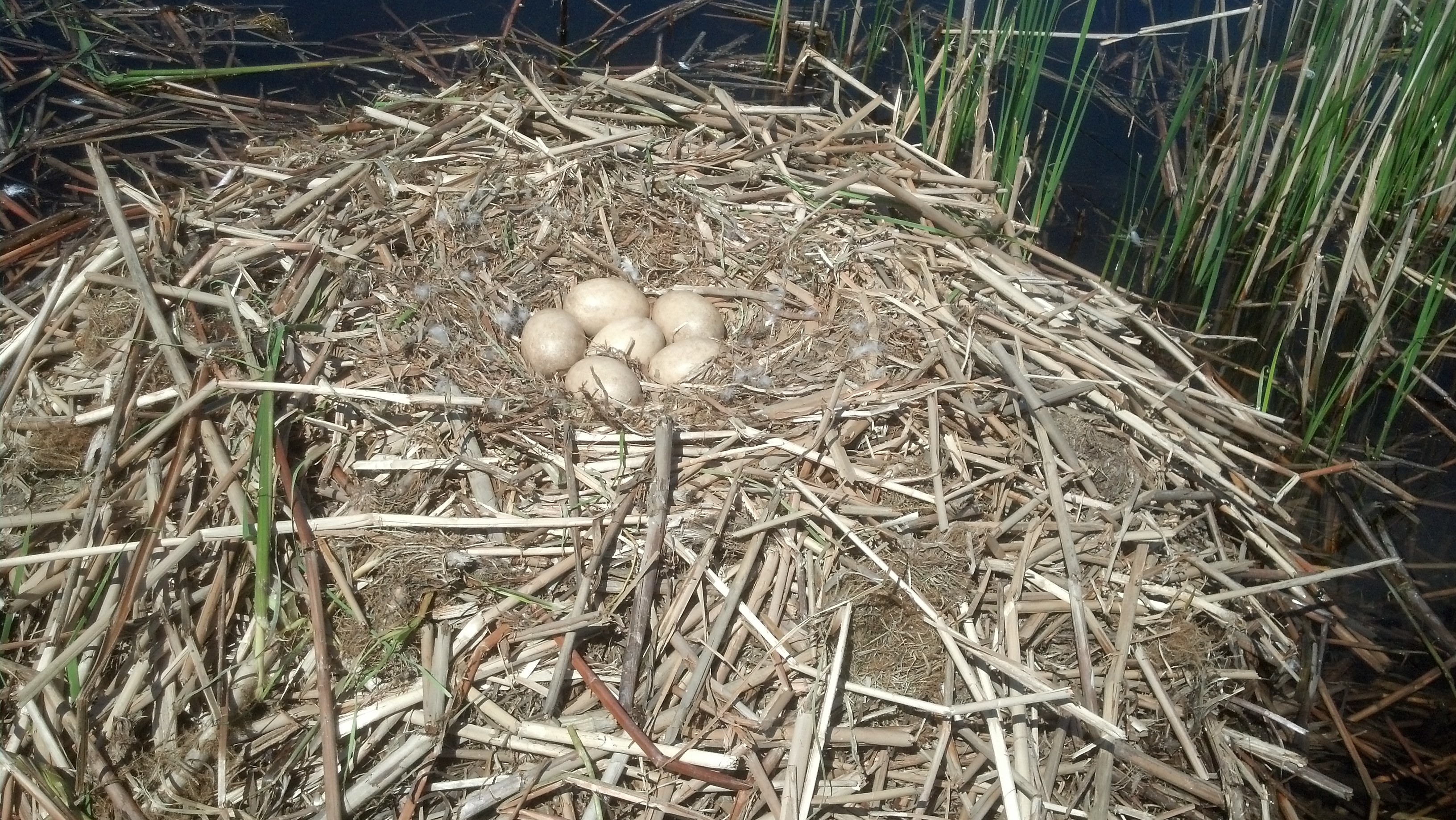 Trumpeter swan nest at Union Slough NWR by USFWS.jpg | FWS.gov