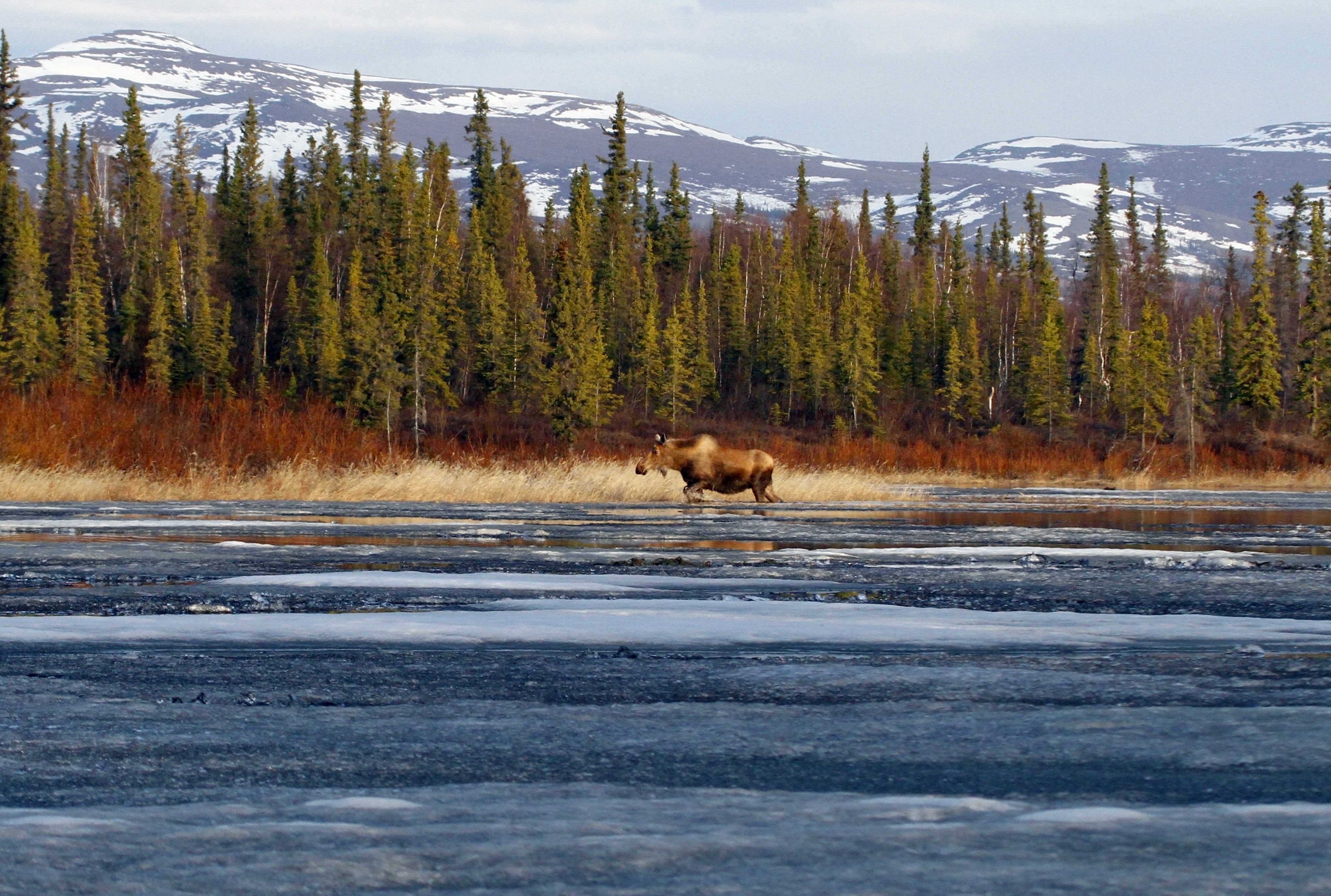 A moose in chilly May at Kanuti National Wildlife Refuge | FWS.gov