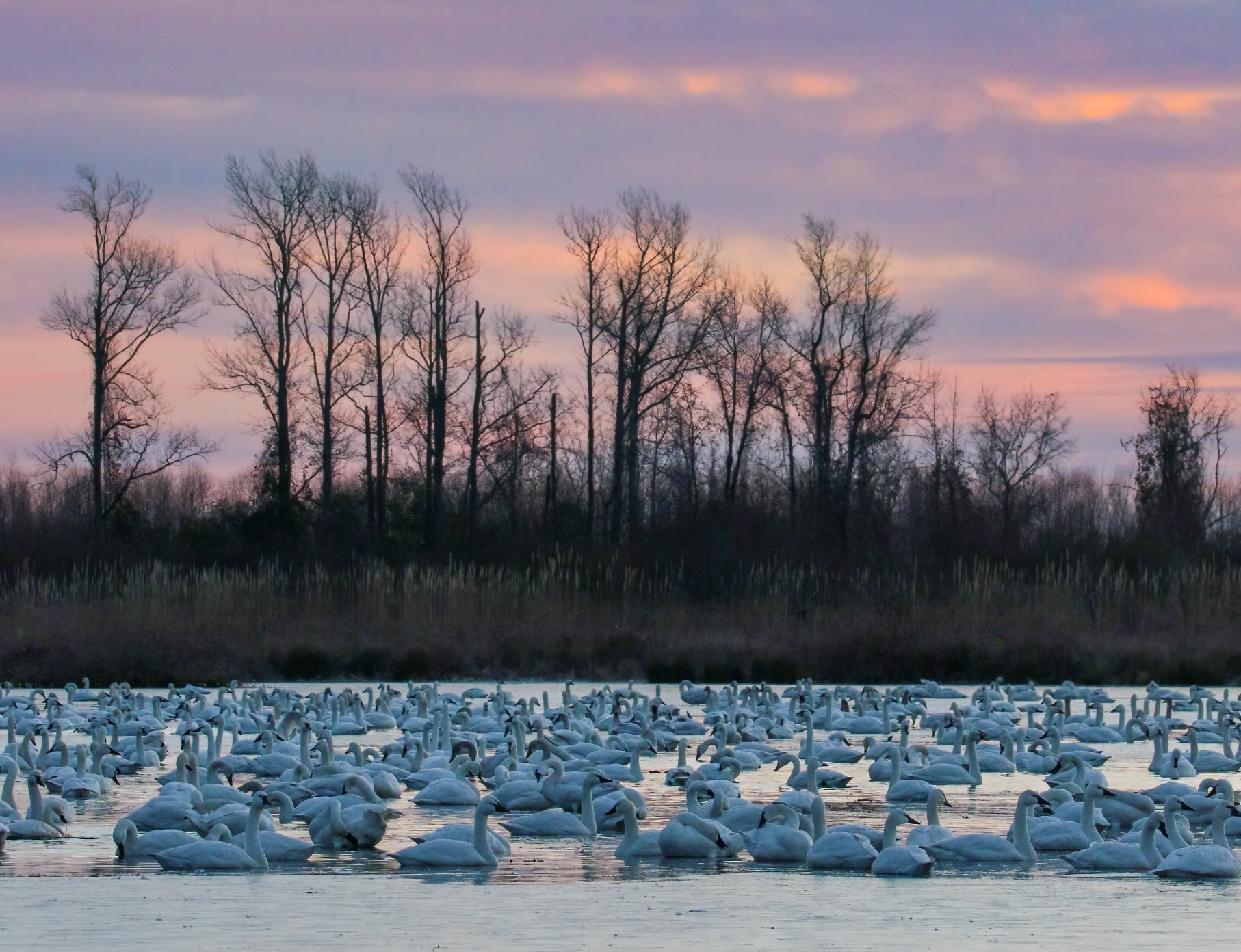 Icy morning at Pocosin Lakes National Wildlife Refuge | FWS.gov