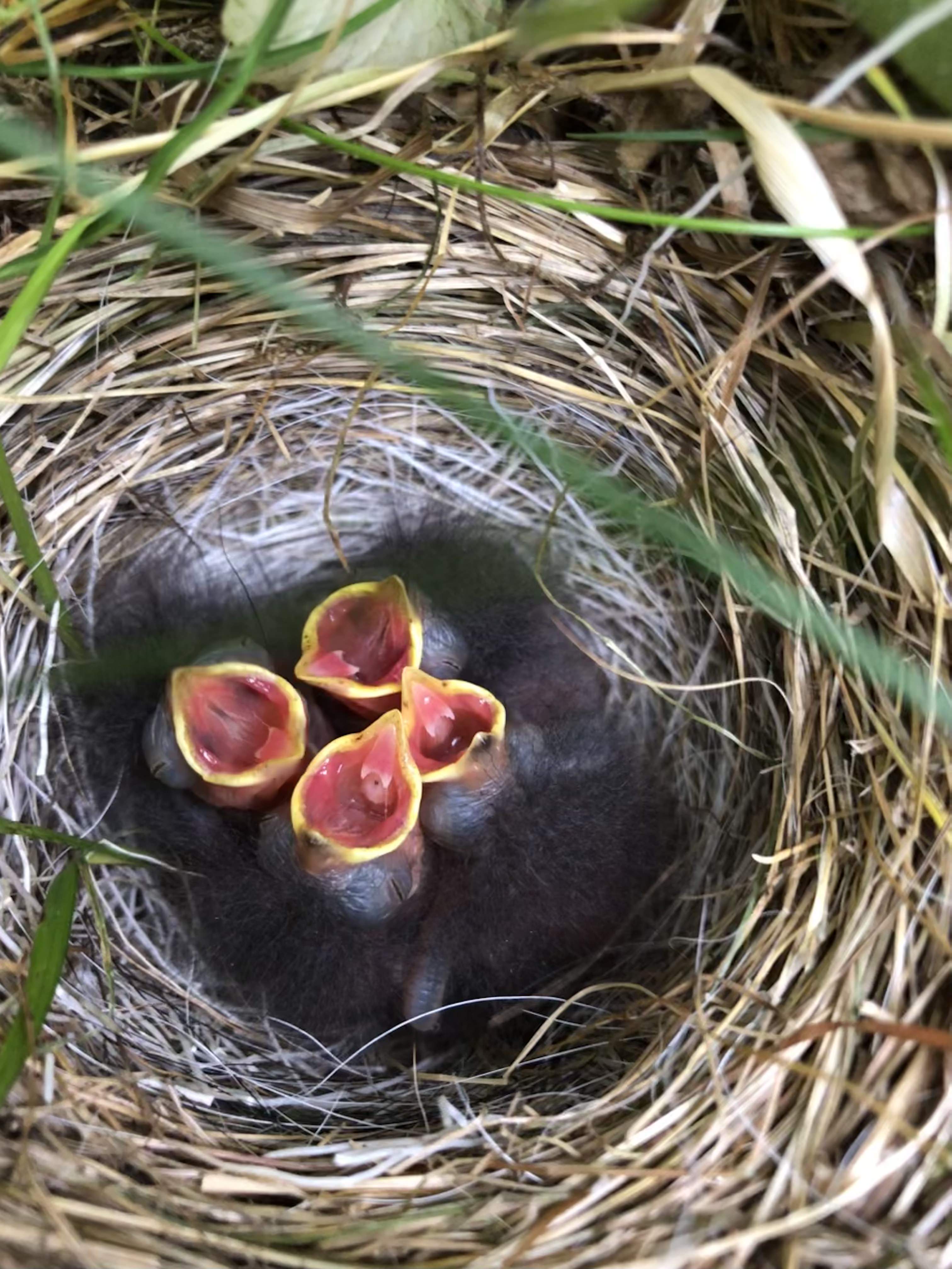 dark-eyed juncos.png | FWS.gov