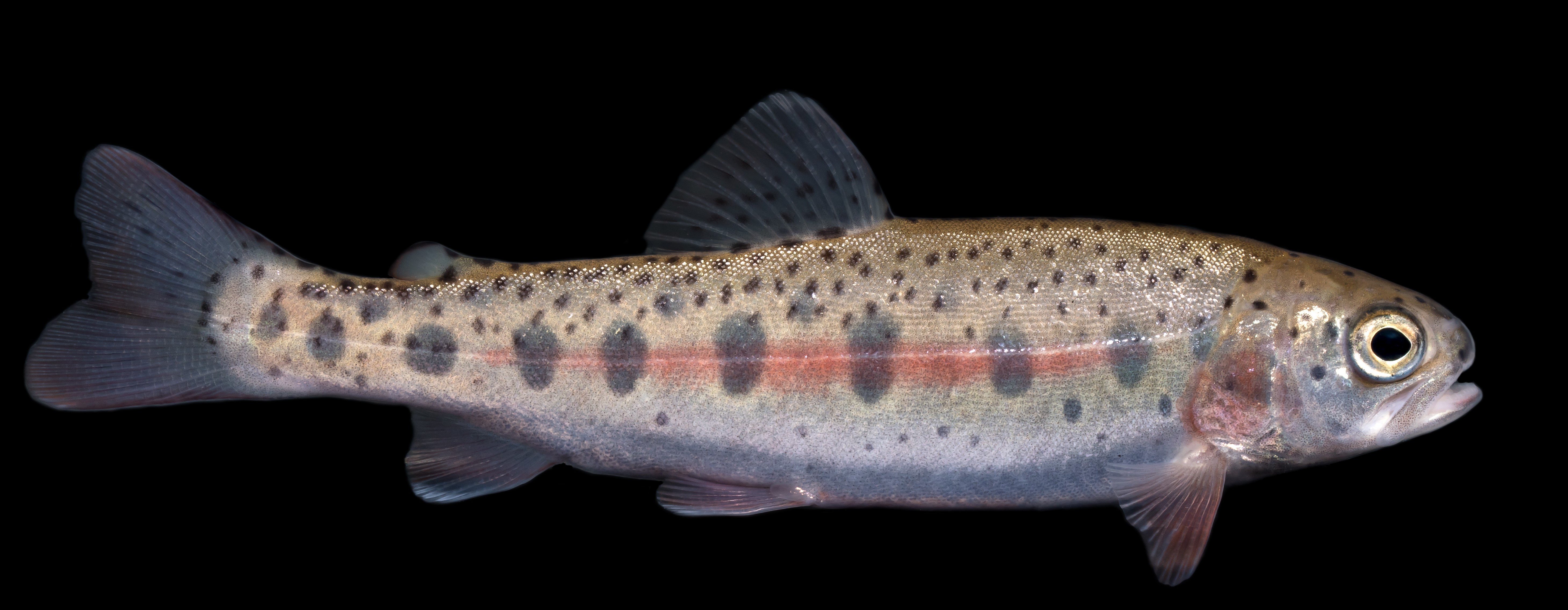 Rainbow Trout | FWS.gov