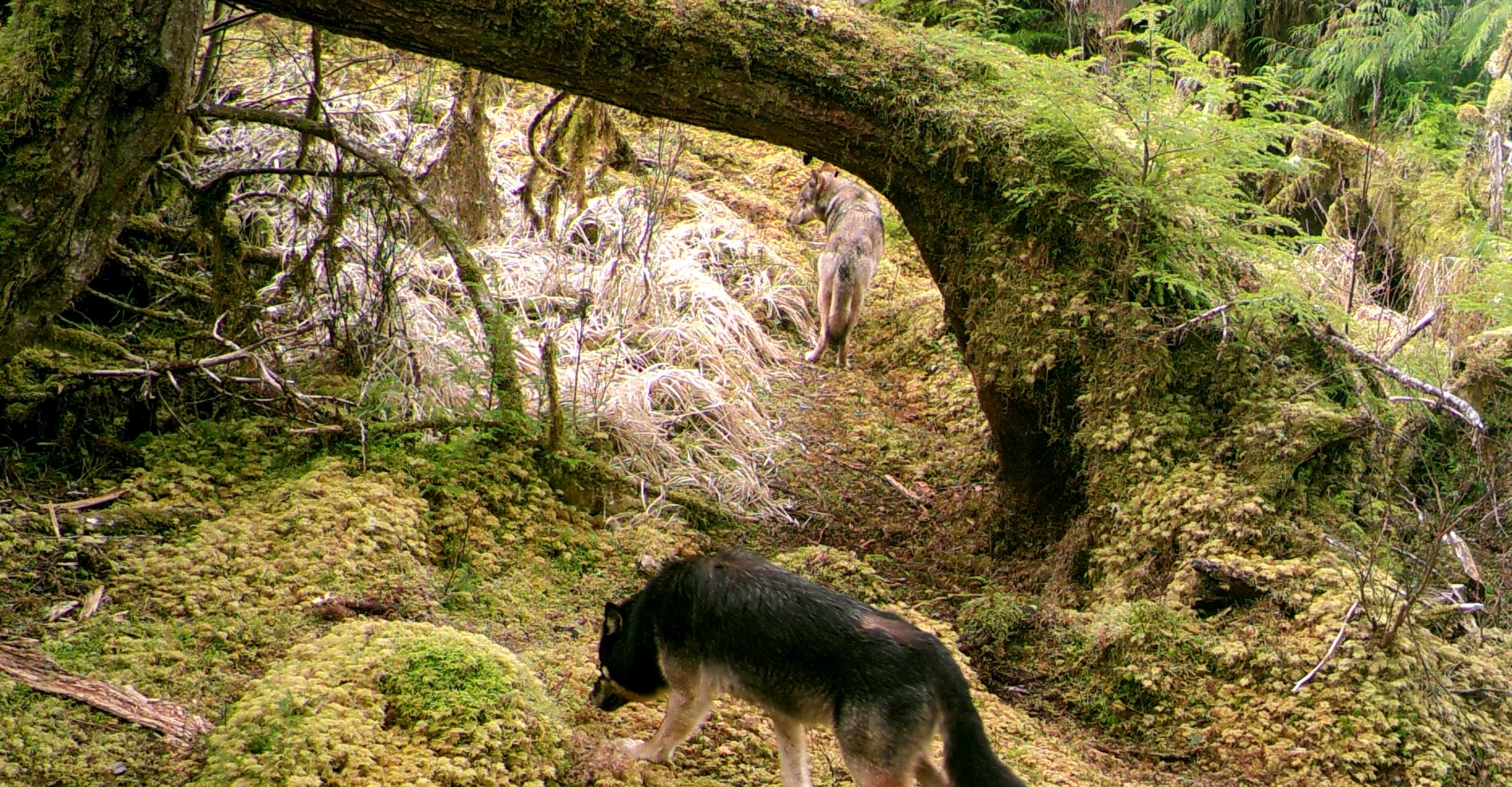 Alexander Archipelago wolf.JPG | FWS.gov
