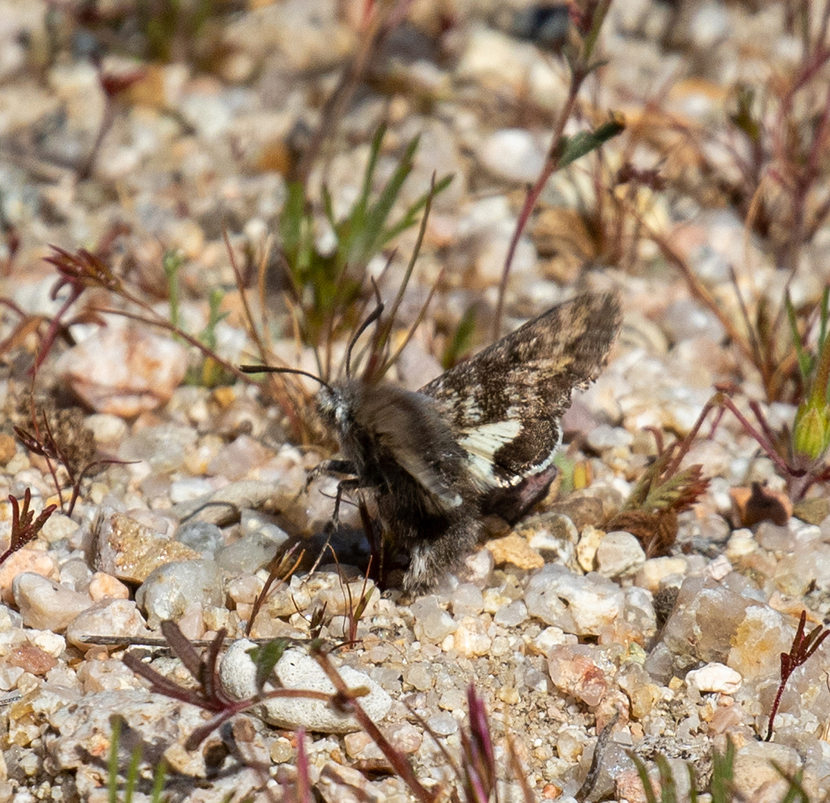 Kern primrose sphinx moth | FWS.gov